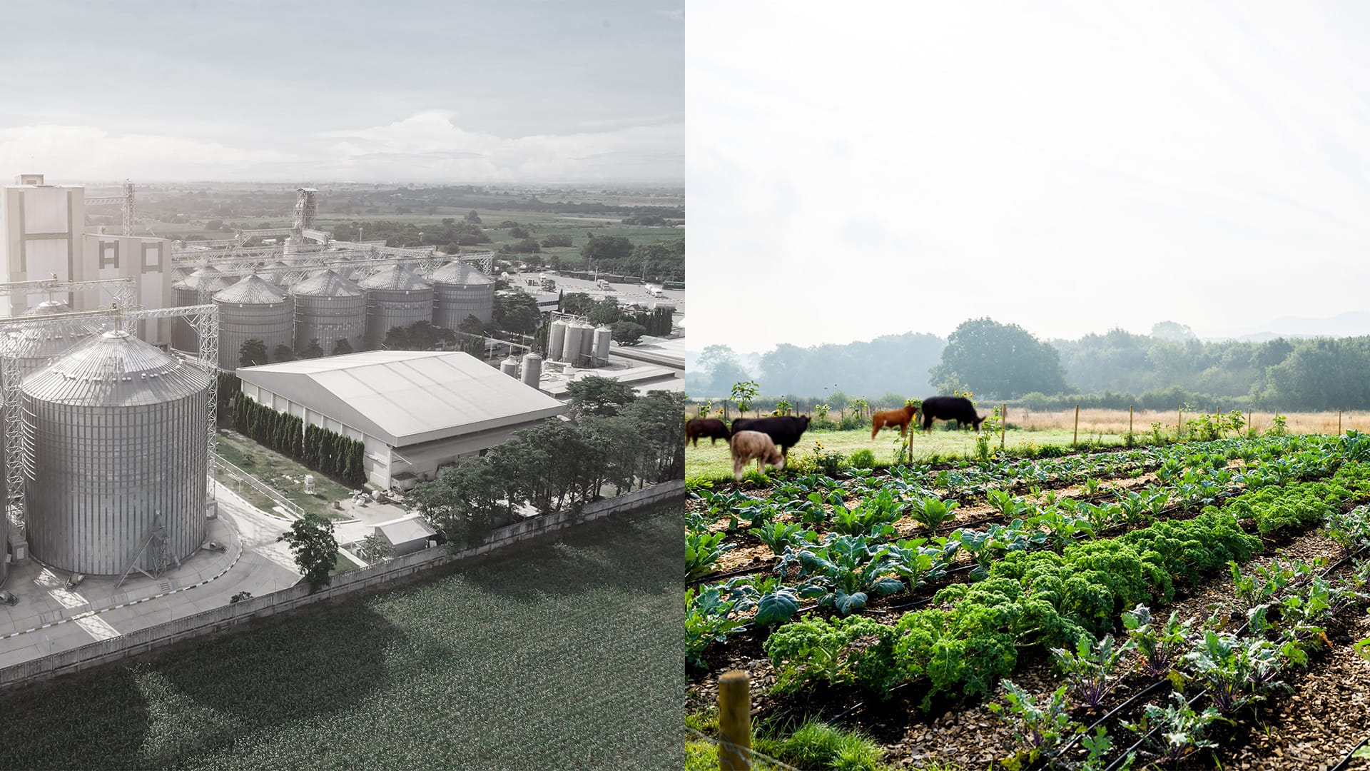 The Battle for Food Sovereignty is Hotting Up – ANH Europe